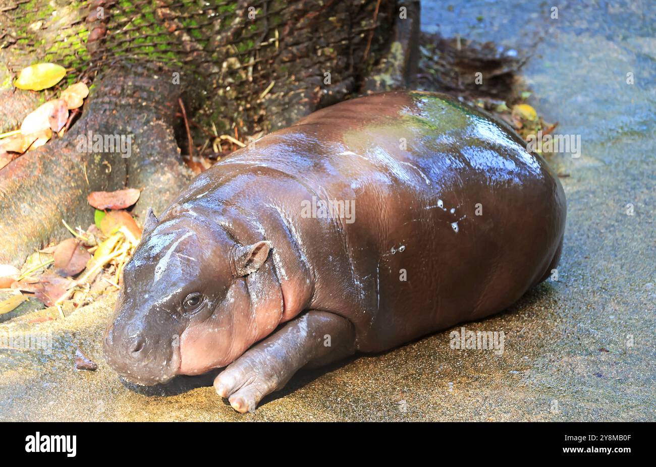 Sleepy Chubby Baby Pygmy Hippo with some Hipposudoric Acid, Secreted to ...