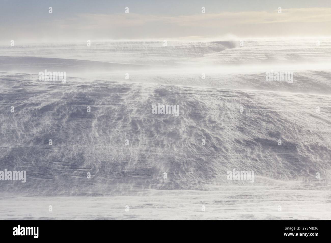 Snowstorm, wind, fjell, sunny, backlight, Varanger Peninsula, Norway ...