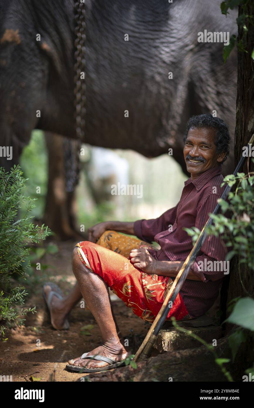 Asian elephant (Elephas maximus), working elephant with elephant guide ...