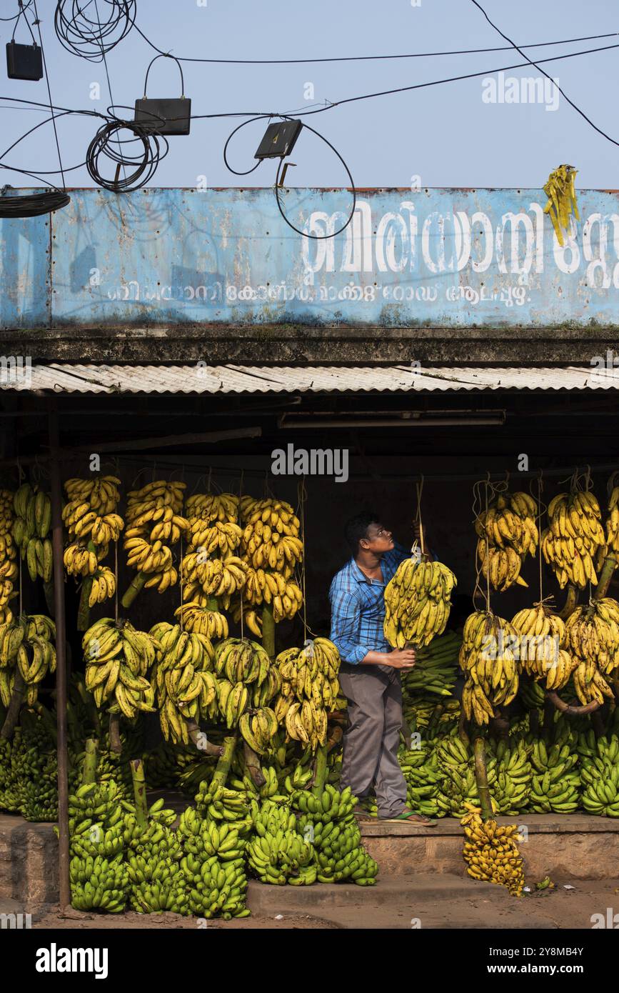 Electrical wiring, man hanging banana plants, bananas, banana trader ...