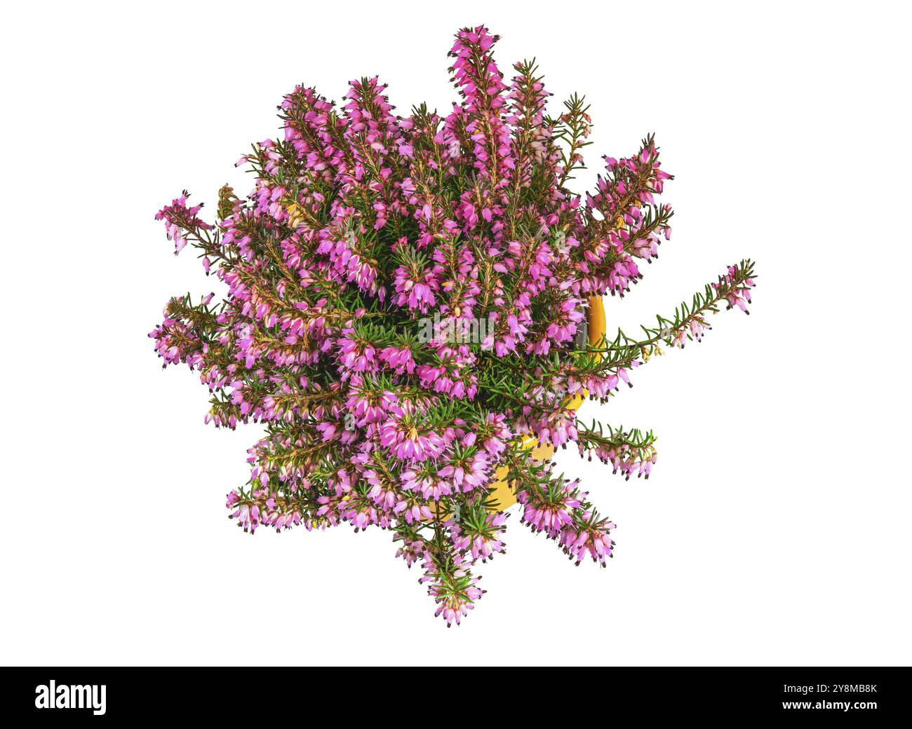 Isolated potted winter-flowering heather plant (erica carnea Stock ...
