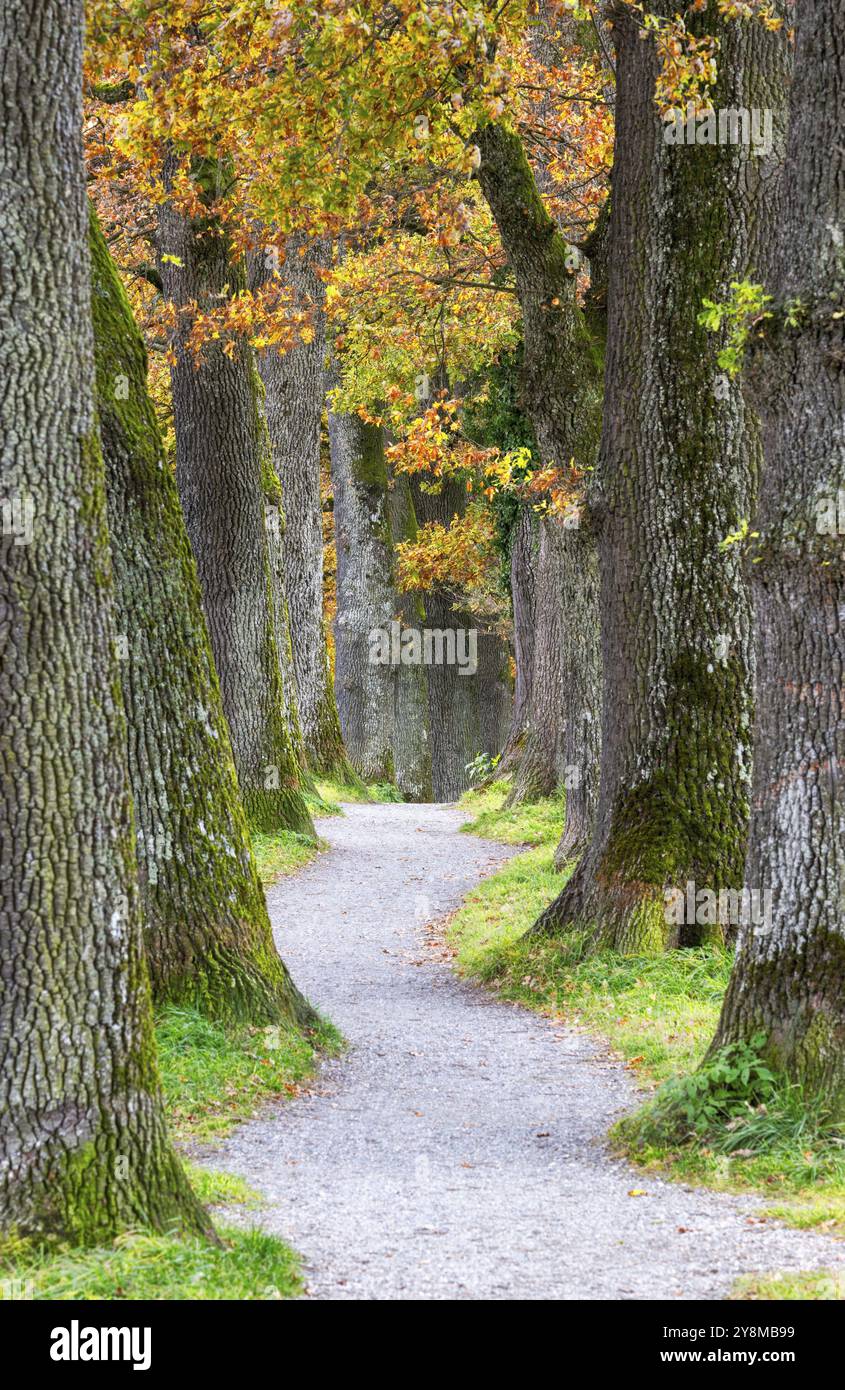 Tree landscape autumn nobody oak trees row mood scenic scenery hi-res ...