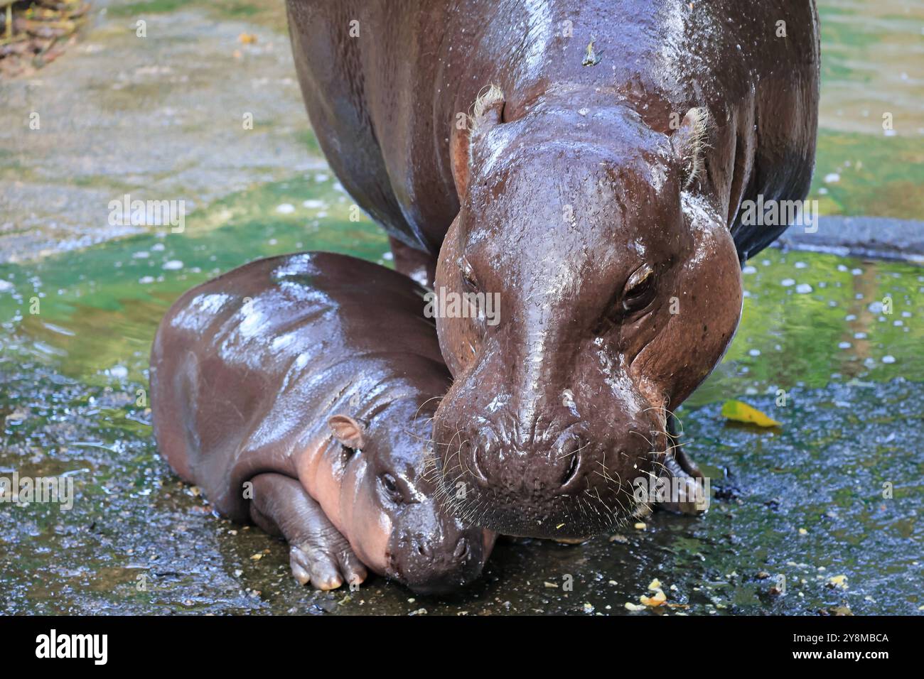 Closeup of mother Pygmy Hippo with her adorable sleepy baby Stock Photo ...