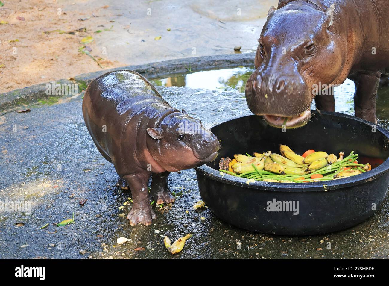 Curious baby Pygmy Hippo looking at her mommy eating fruits and ...