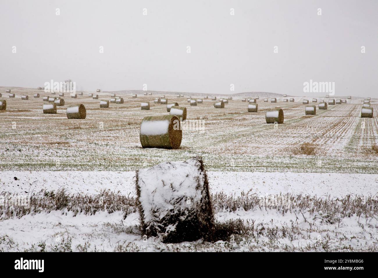 Harvesting hay for the winter hi-res stock photography and images - Alamy