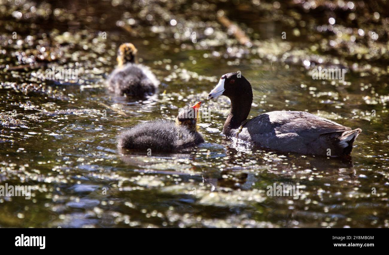 Black coot water bird ducklings hi-res stock photography and images - Alamy