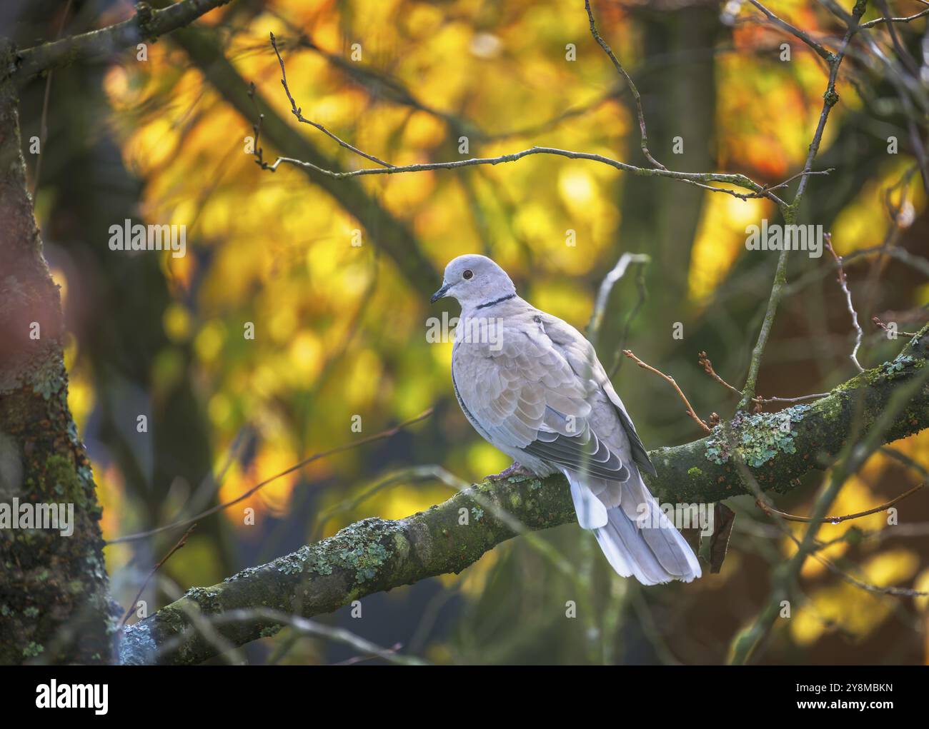 Pigeons sit on tree in hi-res stock photography and images - Alamy