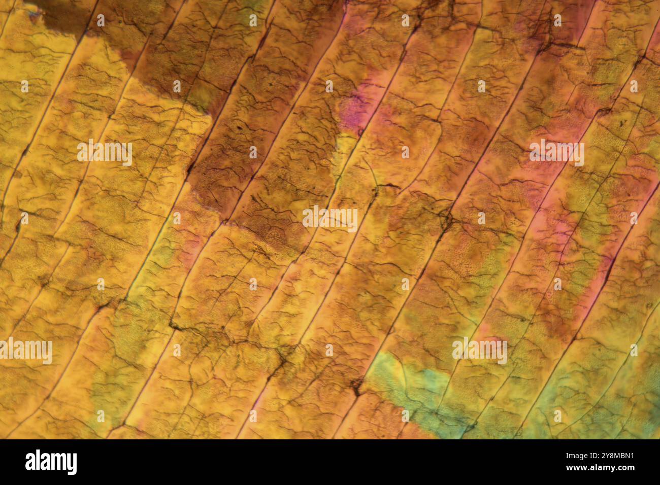 Sulfur crystals under the microscope with a magnification of 100 times ...