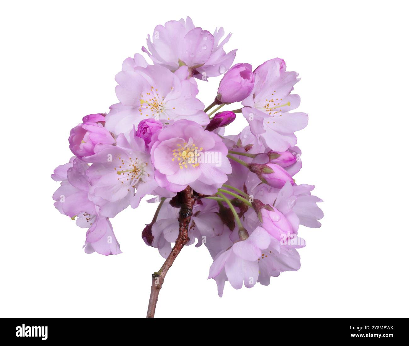 View flowering fruit trees Cut Out Stock Images & Pictures - Alamy