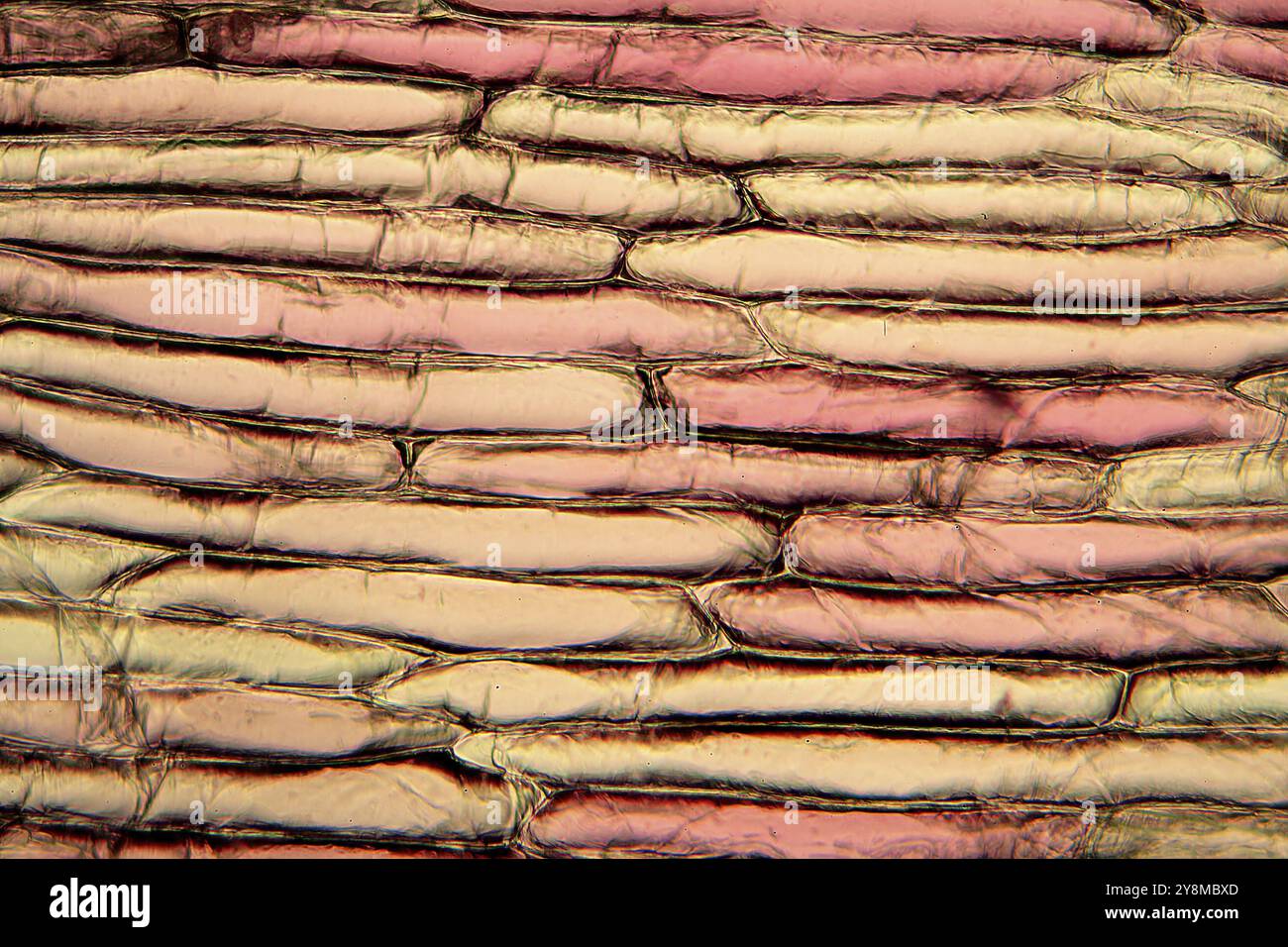 Onion cells hi-res stock photography and images - Alamy