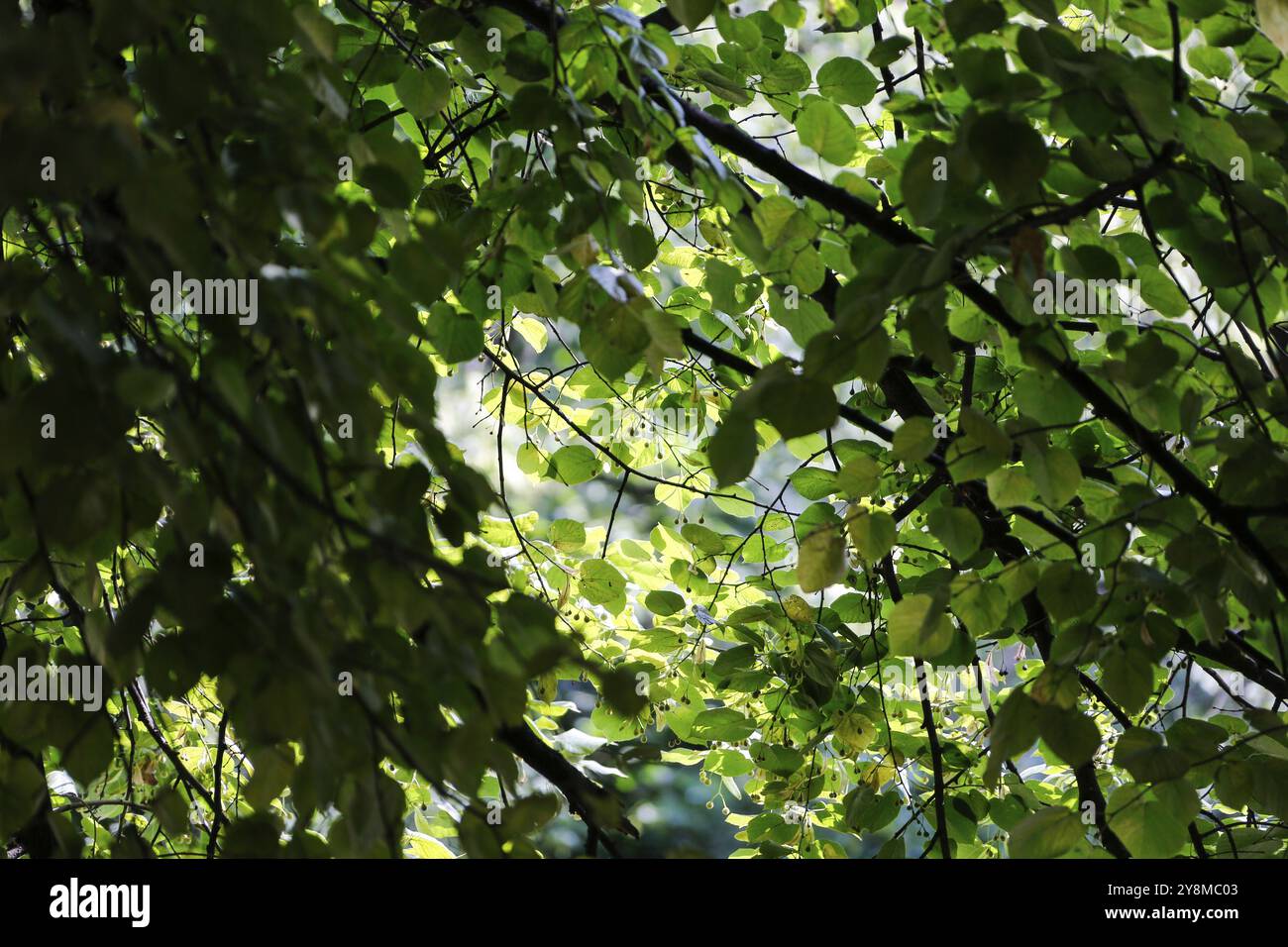Branches displays hi-res stock photography and images - Alamy