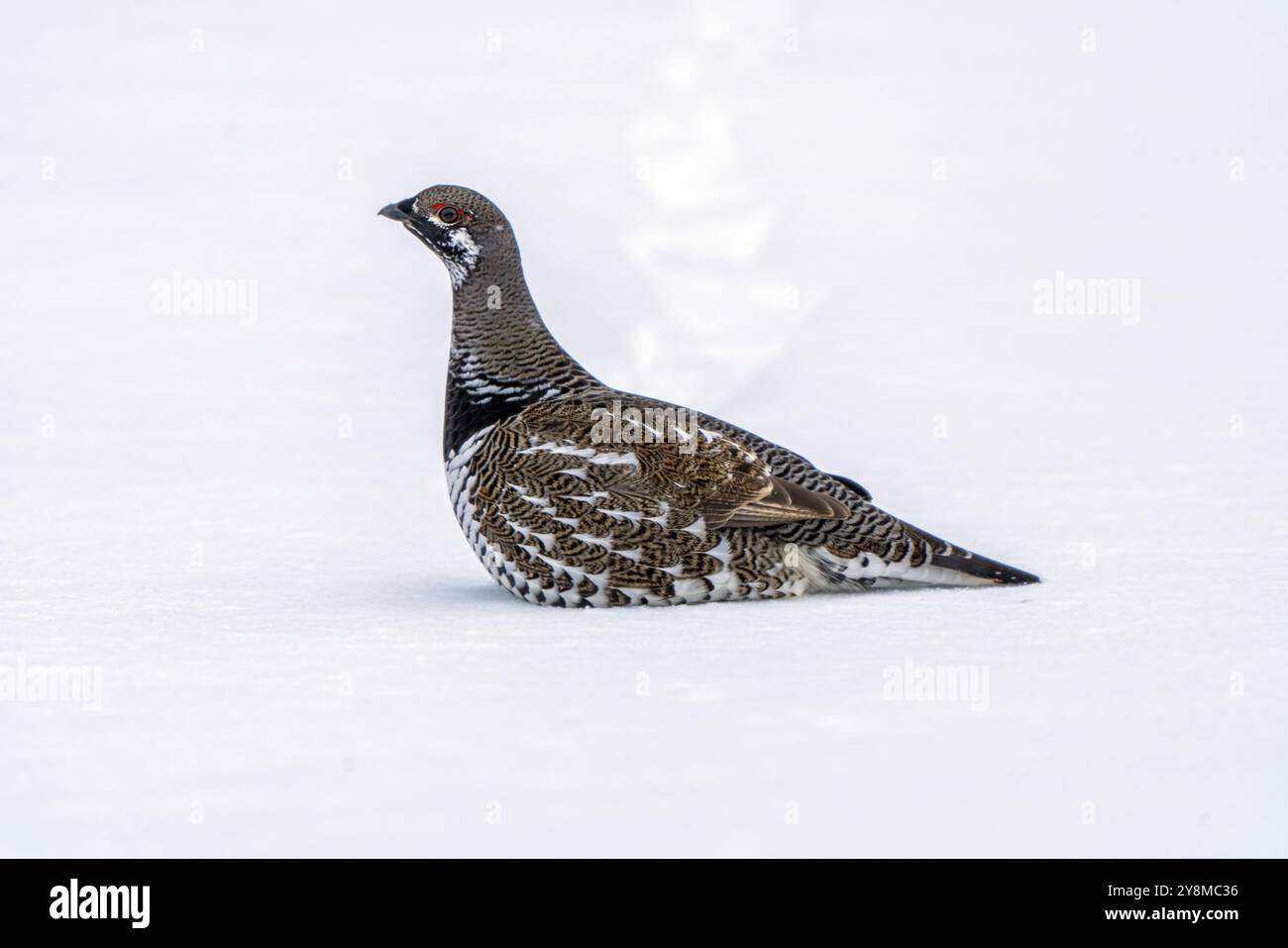 Sharp Tailed Grouse Prairie Scene Saskatchewan Canada Stock Photo - Alamy