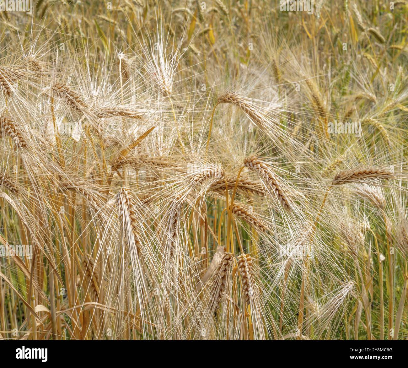 Ripe grain fields hi-res stock photography and images - Alamy