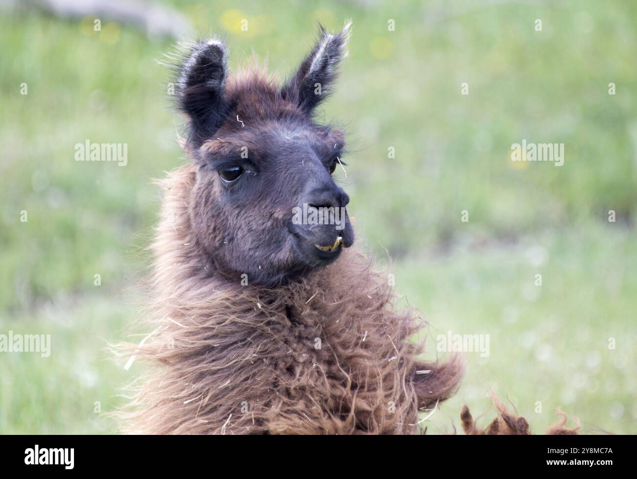 Farm animals canada hi-res stock photography and images - Alamy