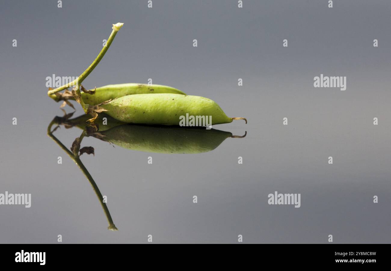 Pea Crop Harvest pulse Saskatchewan Canada Prairie Stock Photo - Alamy