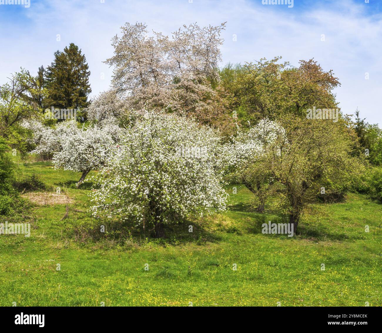 Spring scenic with a flowering tree seen in Bavaria Stock Photo - Alamy