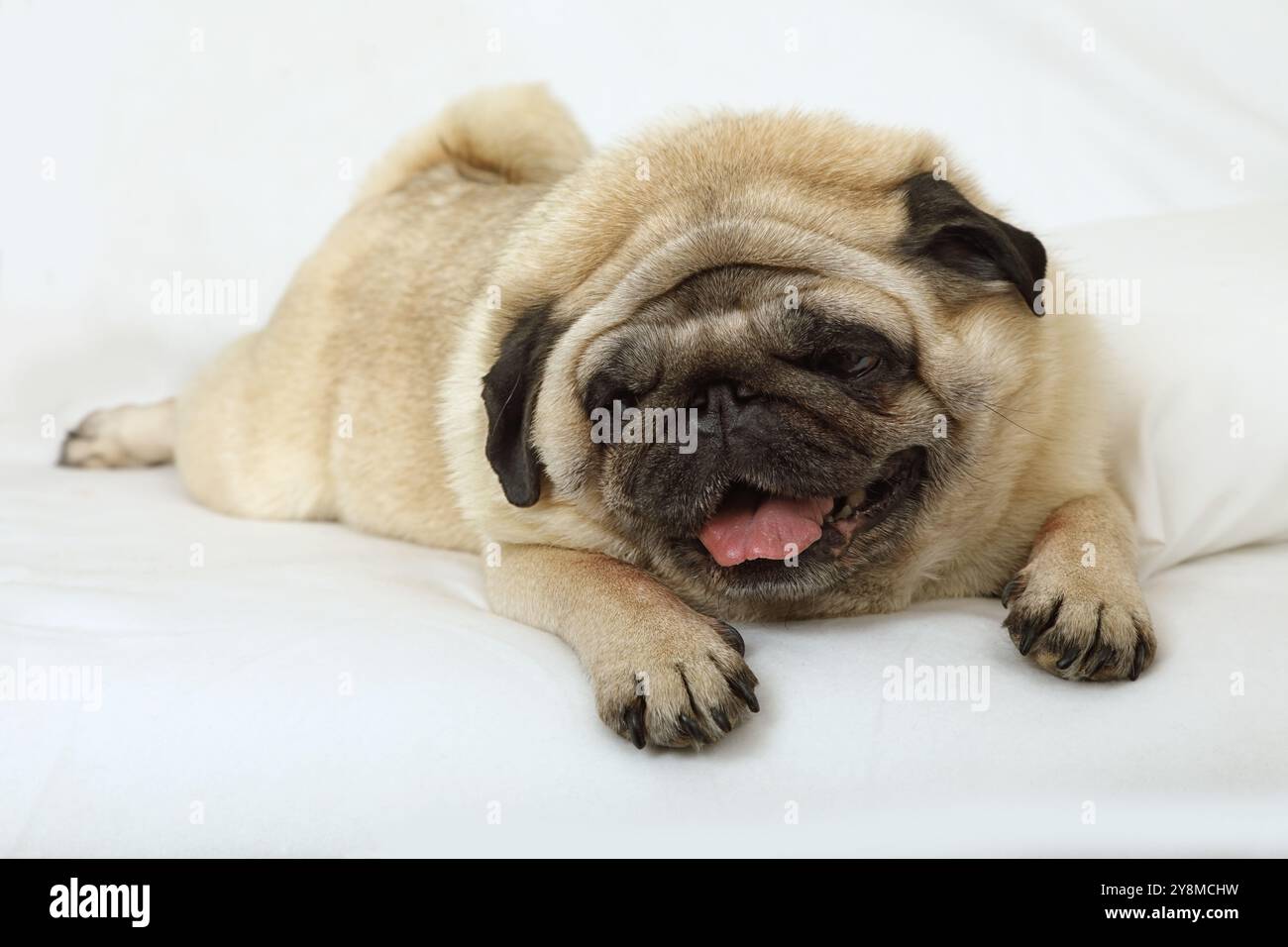 Dog pug sleep lying hi-res stock photography and images - Alamy