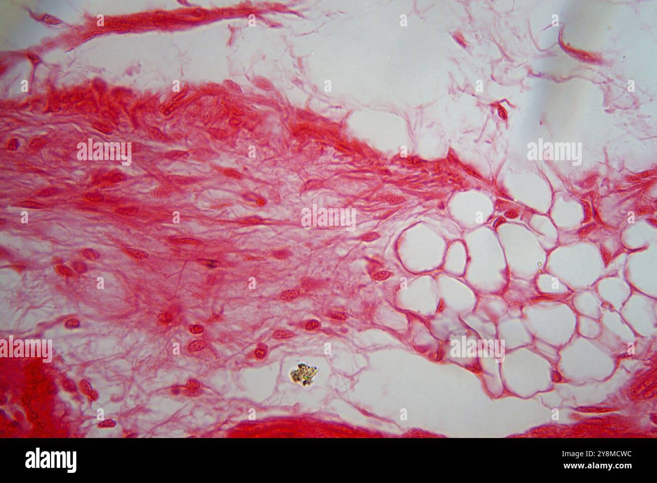 A section trough trachea cells under the microscope Stock Photo - Alamy