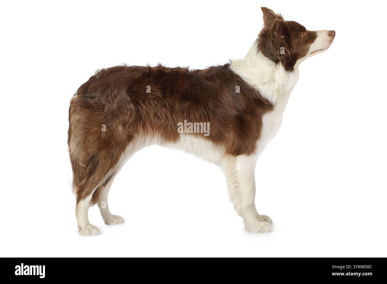 Purebred Collie border breed dog, three years old, standing in front of ...