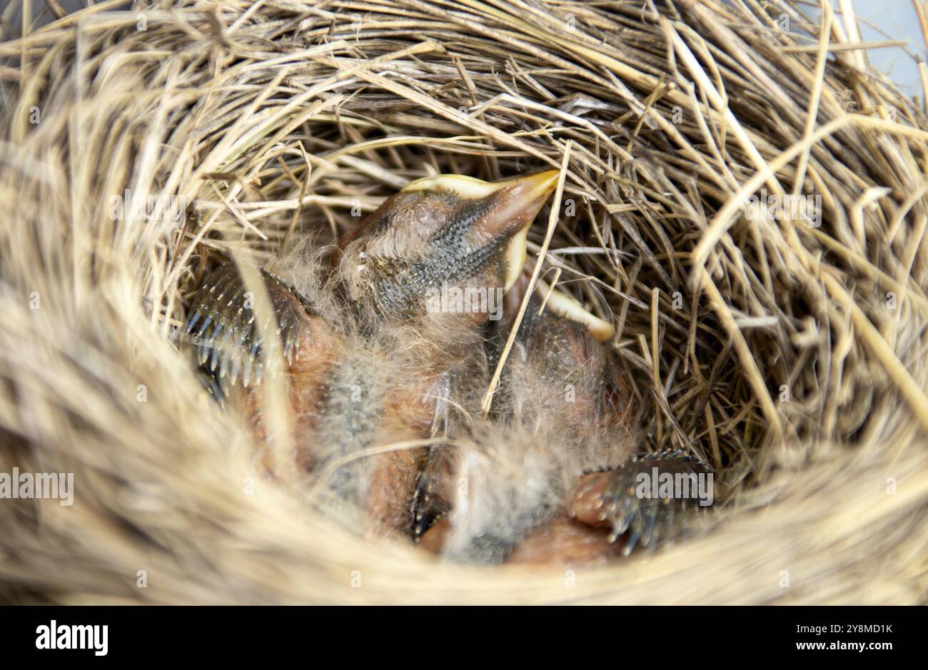 Newborn Baby Robins in nest Canada Baby Stock Photo - Alamy