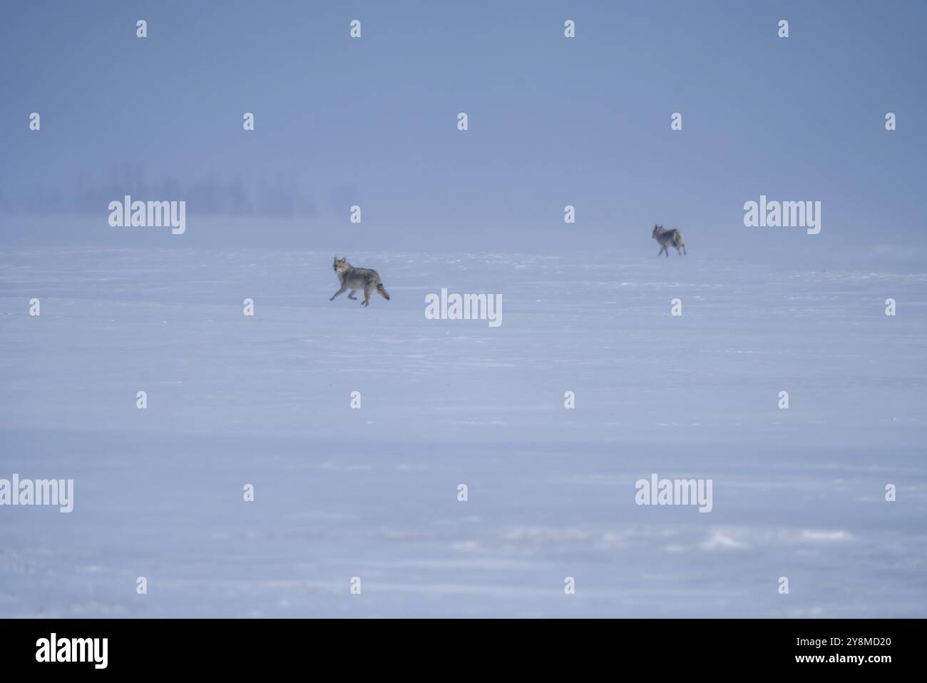 Alert canada hi-res stock photography and images - Alamy