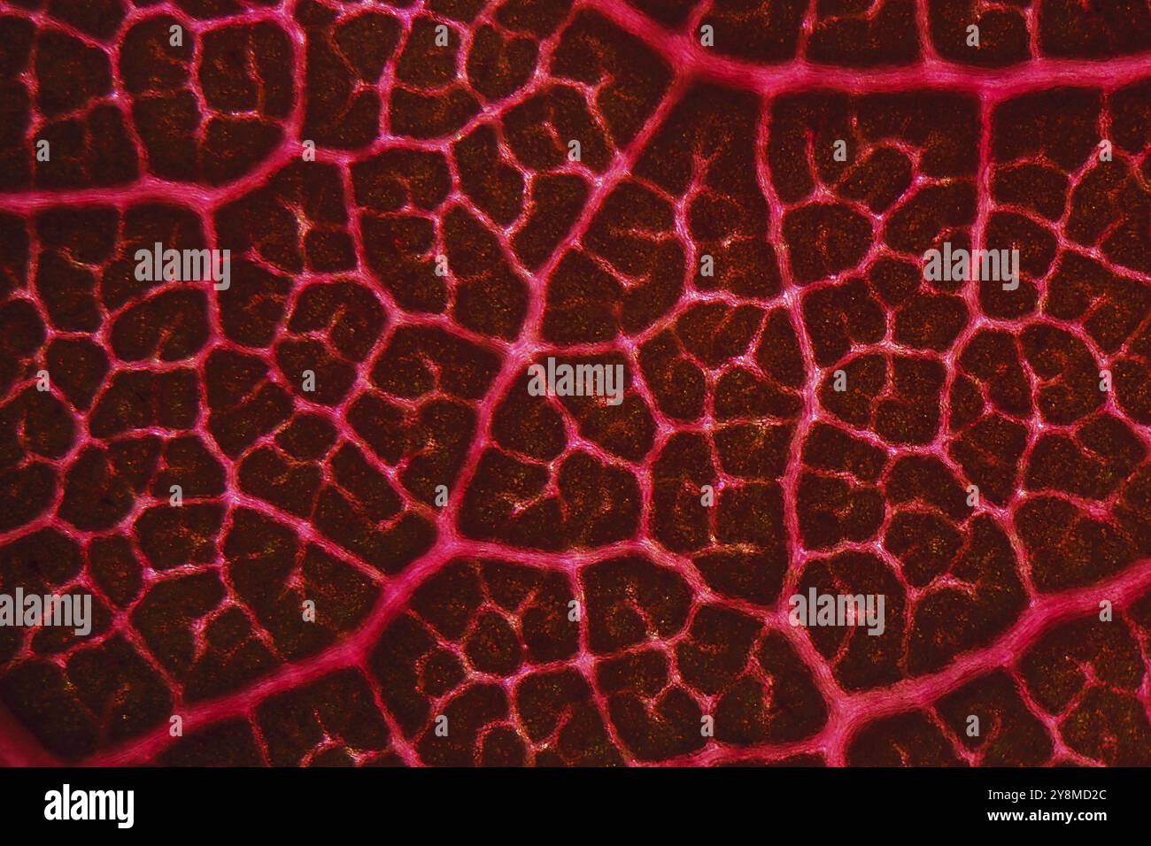 Leaf veins of a red colored smoketree (Cotinus coggygria) leaf under ...