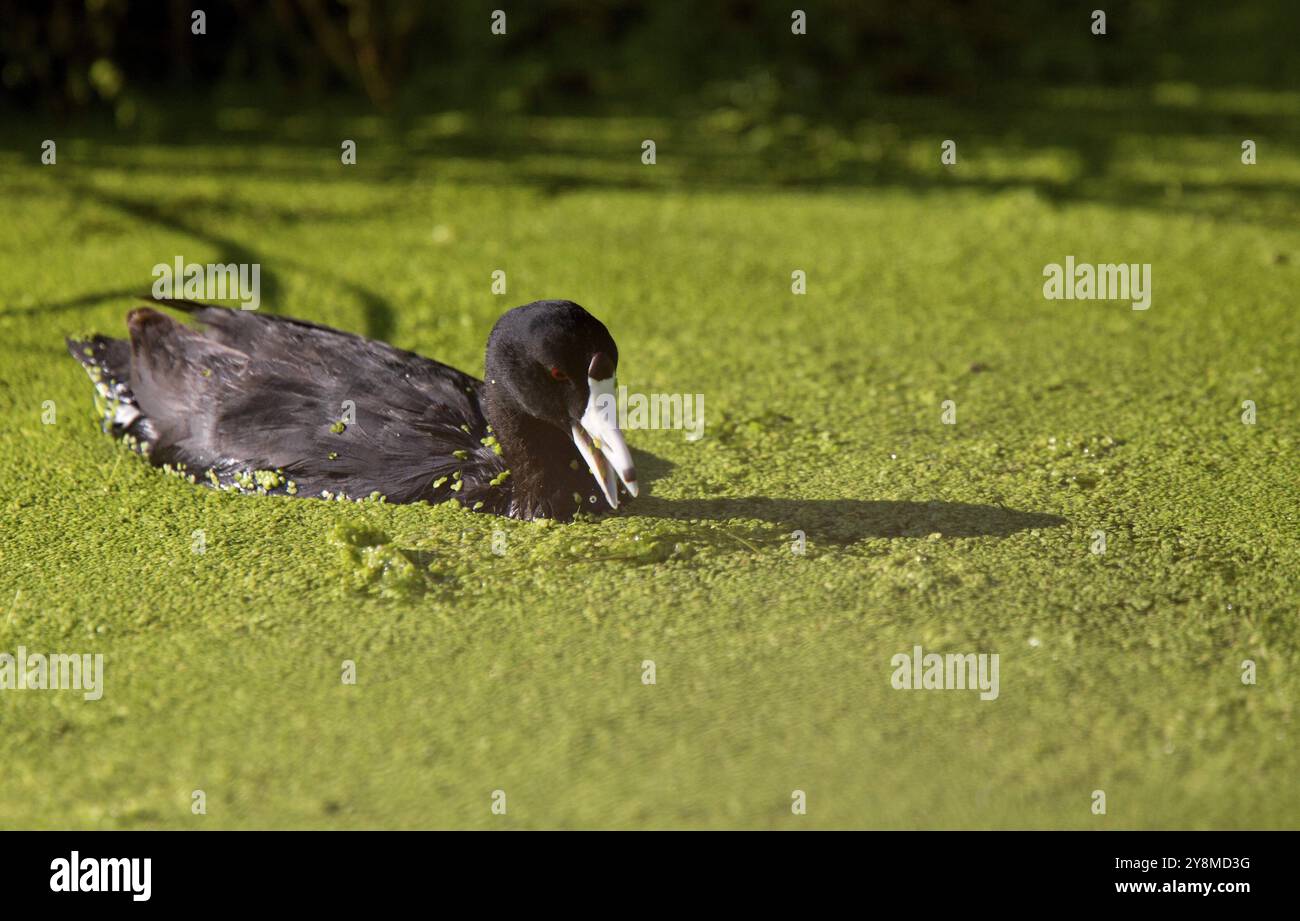American coot family hi-res stock photography and images - Alamy
