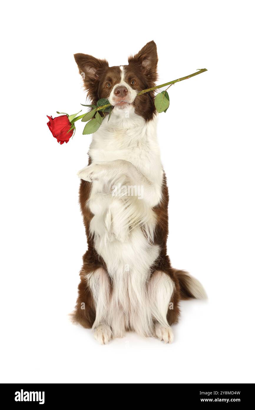A cute brown and white color Border Collie dog sitting up on her hind ...