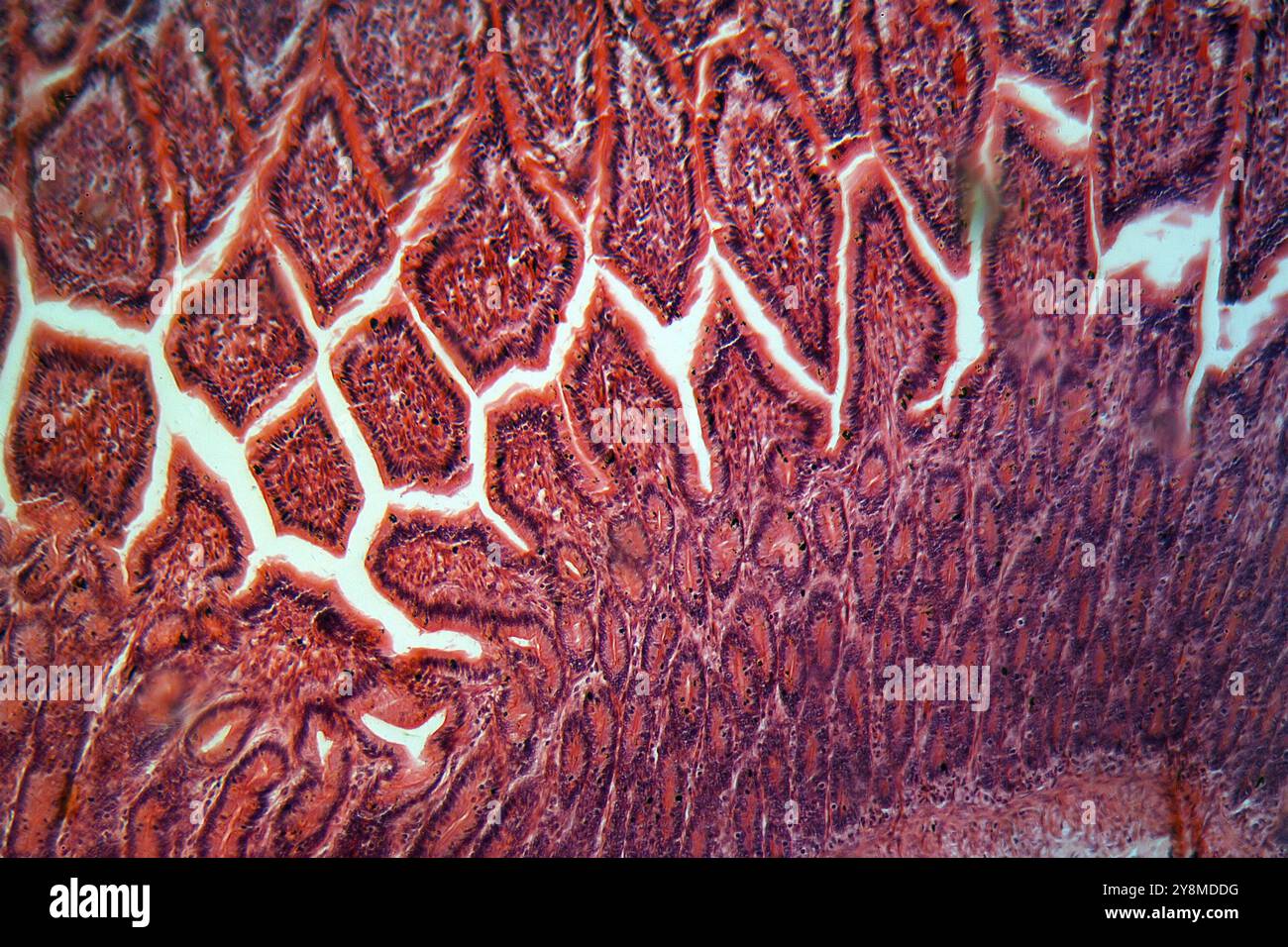 A section trough cells of a small intestine under the microscope Stock ...