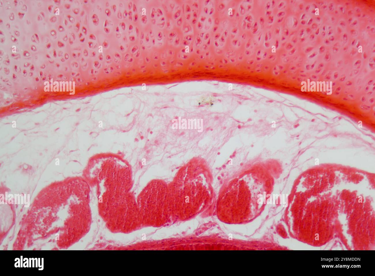 A section trough trachea cells under the microscope Stock Photo - Alamy