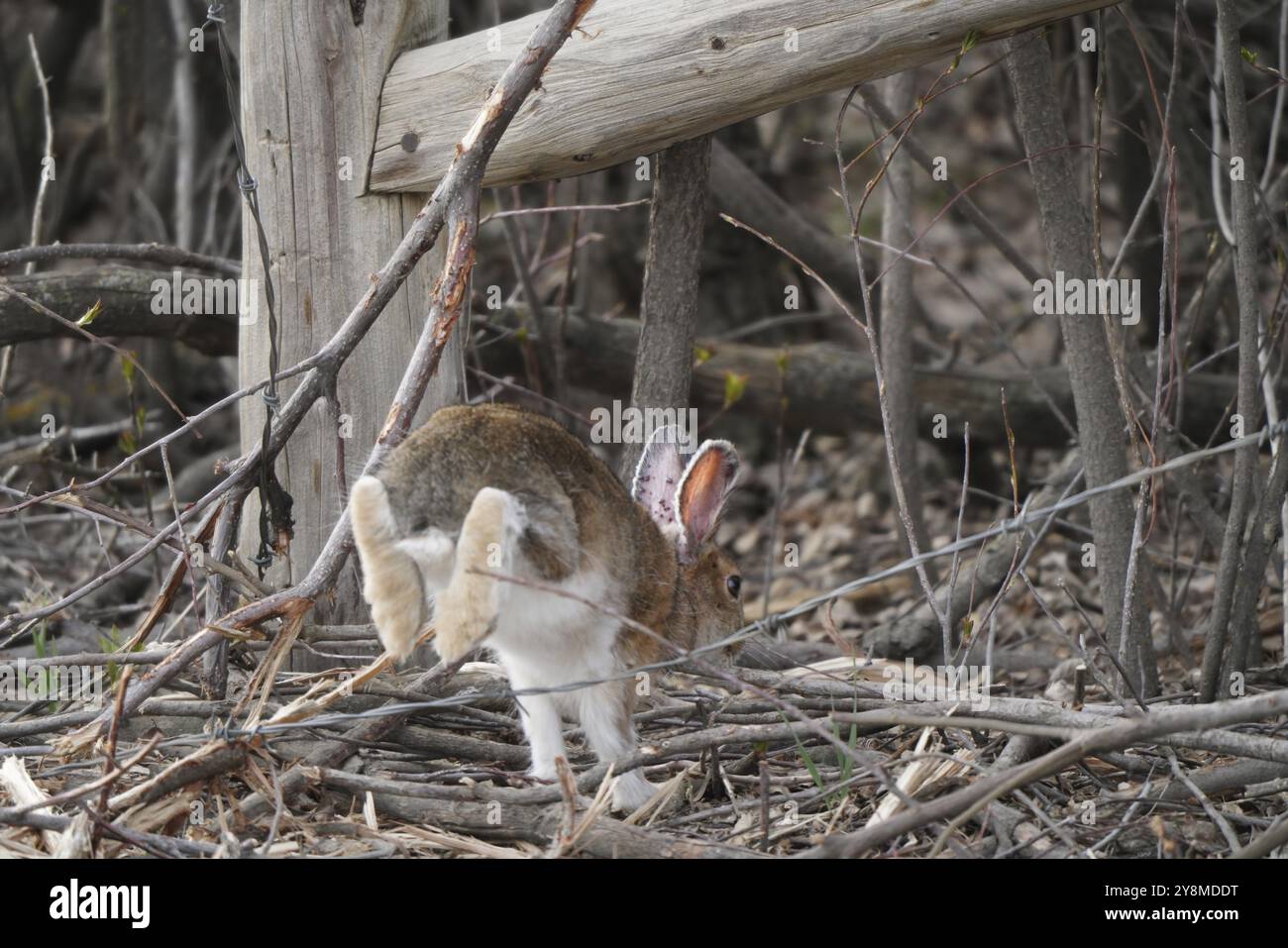Canadian Rabbit Hopping in a wooded area Canada Stock Photo - Alamy