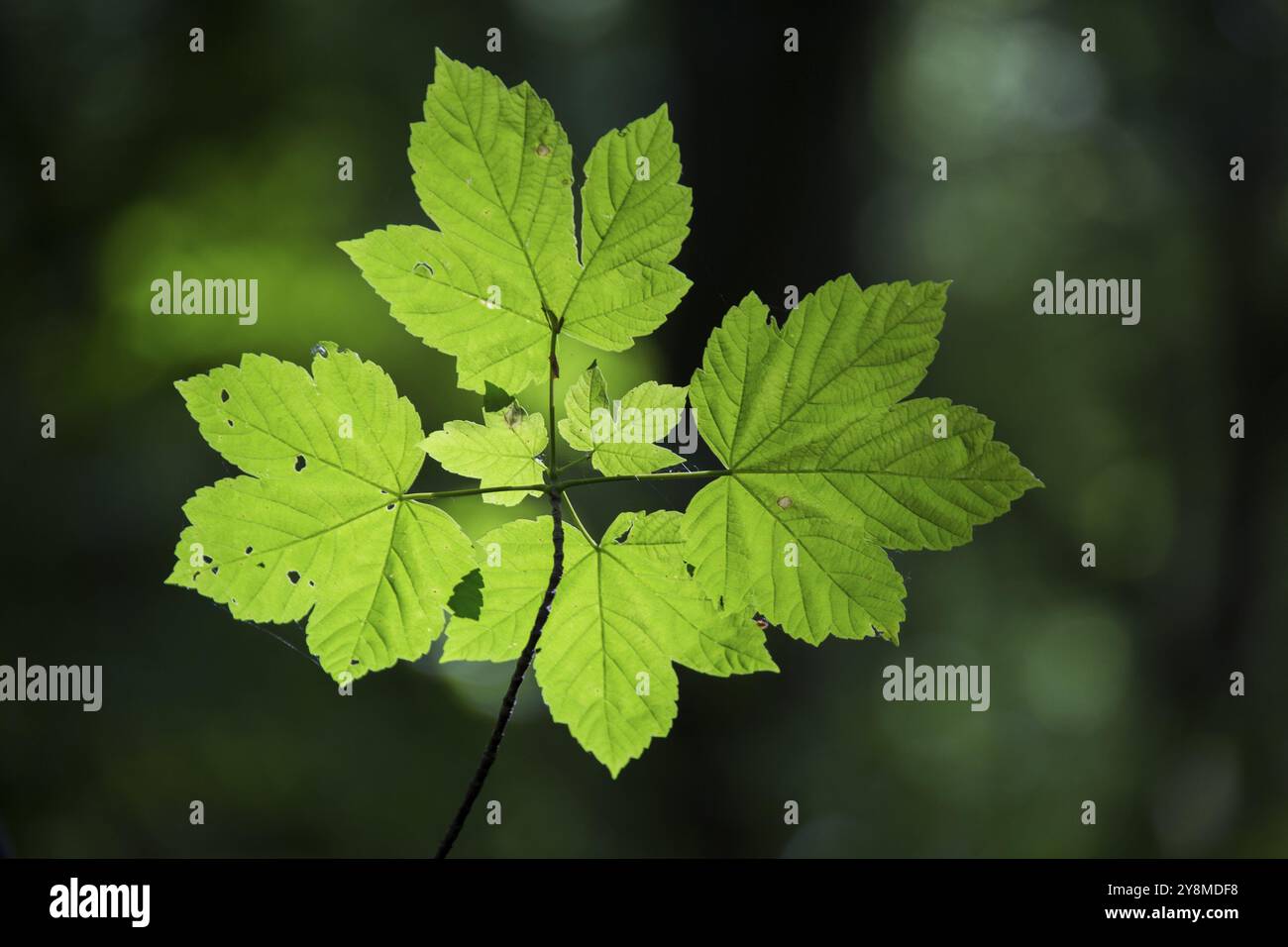Maple tree deciduous trees hi-res stock photography and images - Alamy