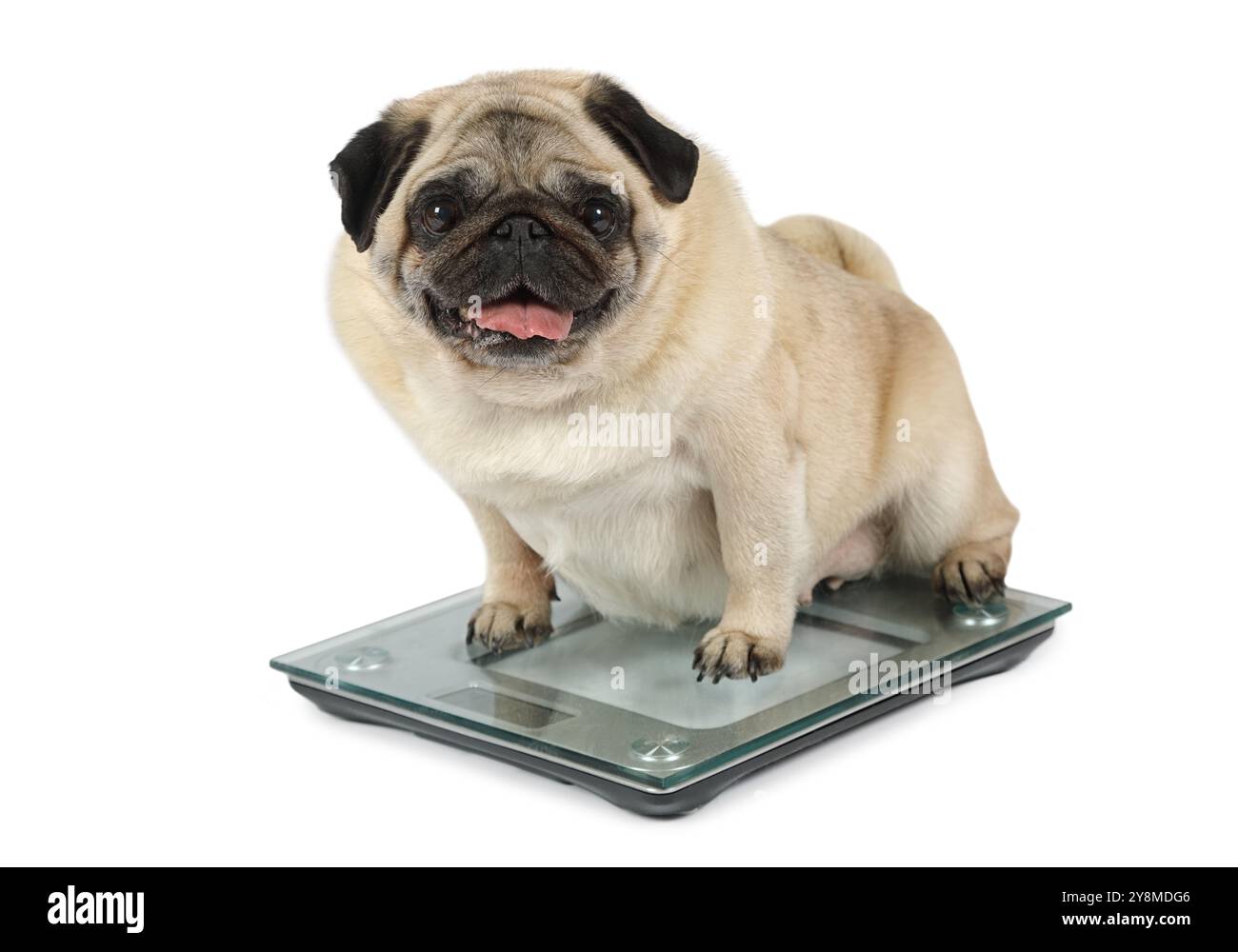 Fat Pug dog weighting on floor scales isolated on white background ...