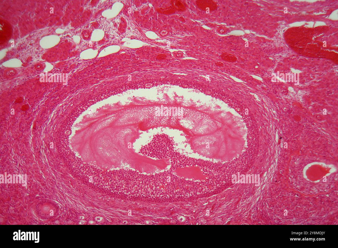 A section trough ovary cells under the microscope Stock Photo - Alamy