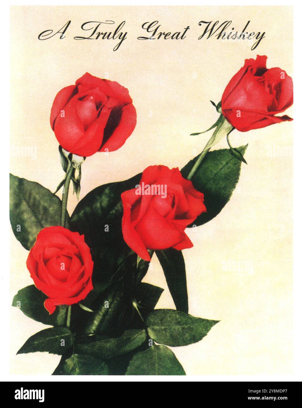 Historical roses Cut Out Stock Images & Pictures - Alamy