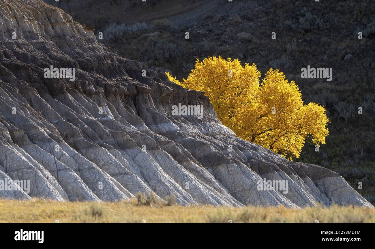Prairie colors in fall yellow orange trees colorful Stock Photo - Alamy