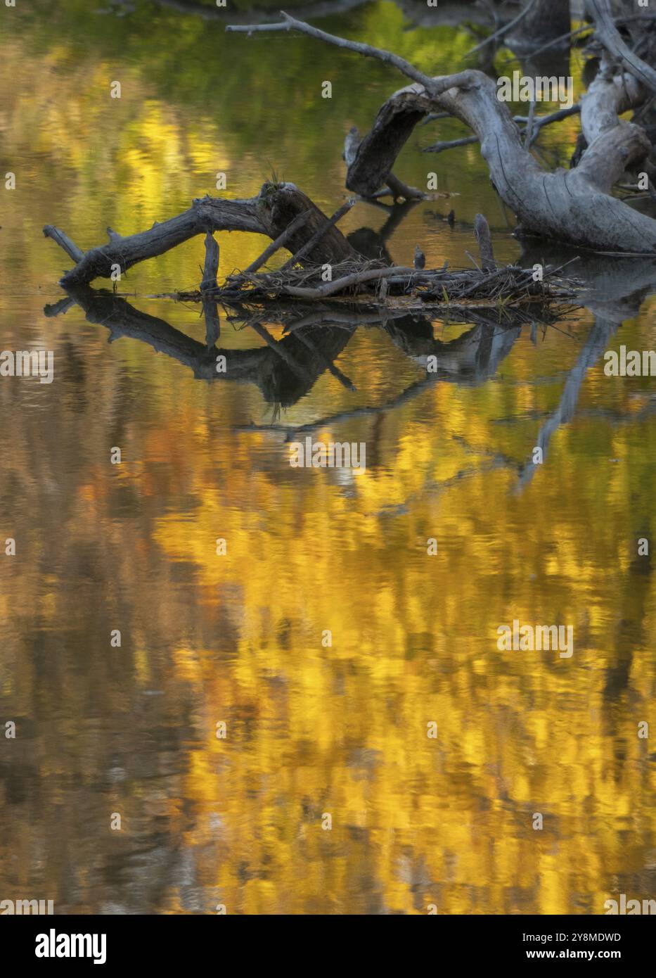 Fall foliage orange colors in the Canadian Prairies Stock Photo - Alamy