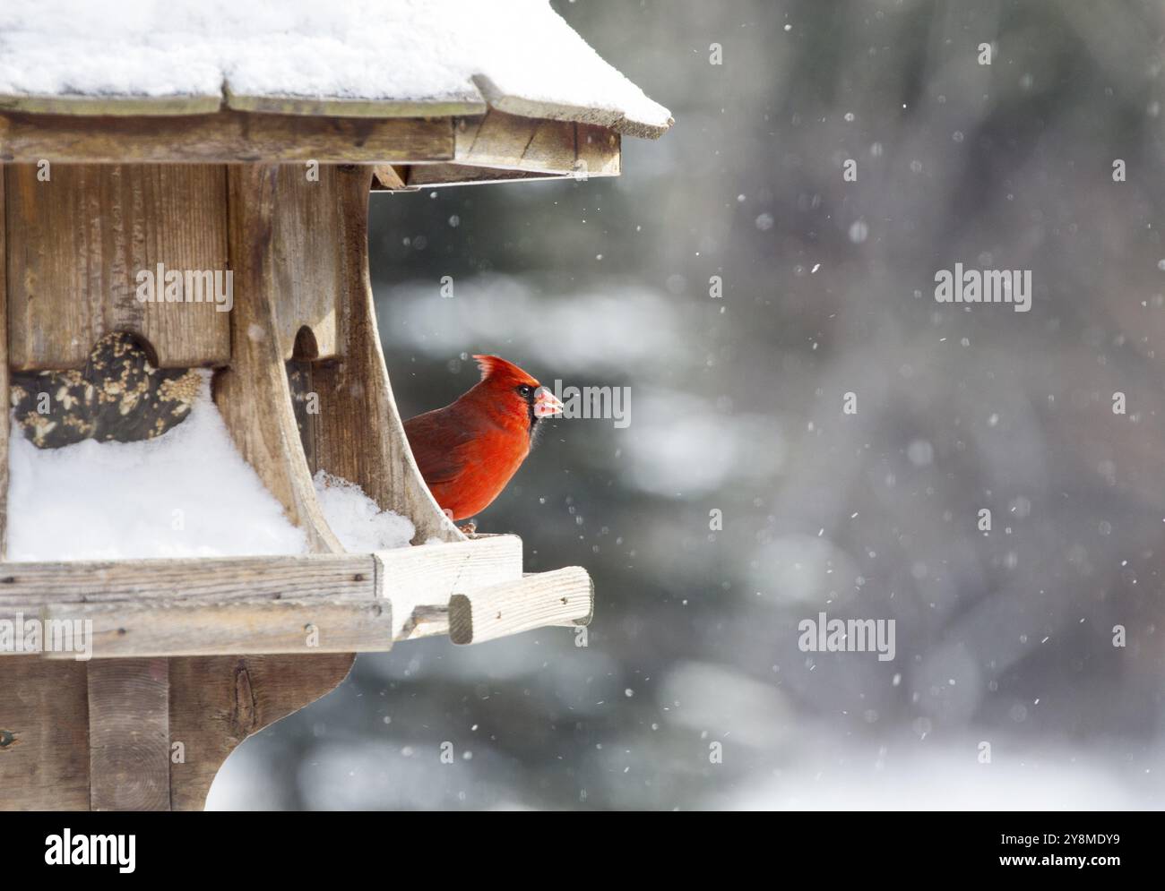 Canadian cardinal male hi-res stock photography and images - Alamy