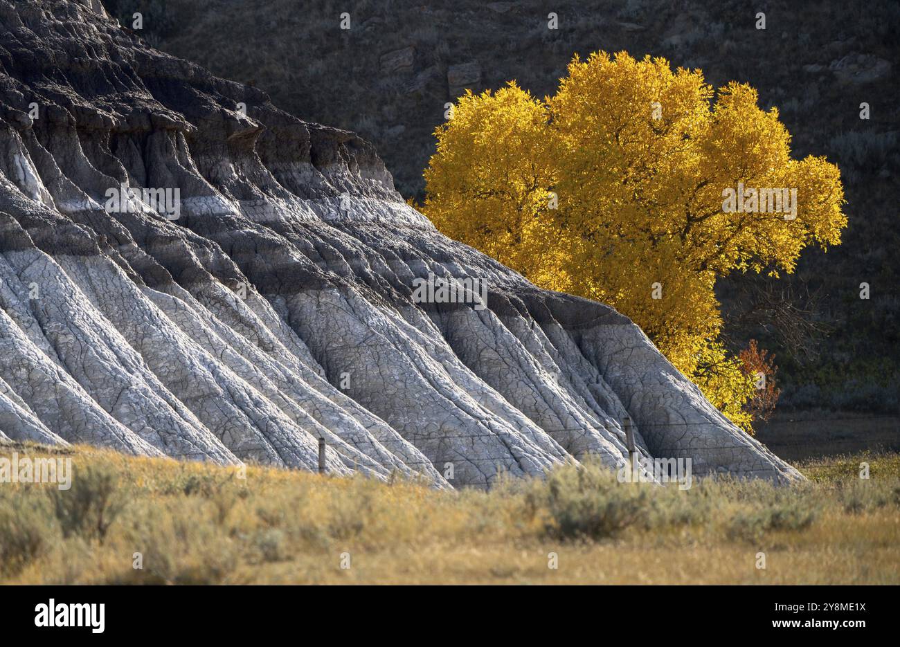 Prairie colors in fall yellow orange trees colorful Stock Photo - Alamy