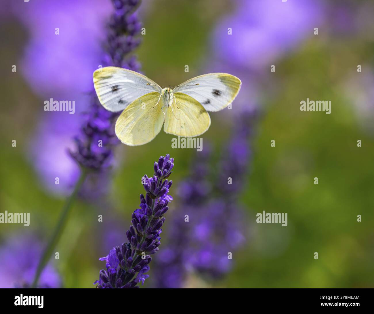 Macro of a cabbage butterfly flying to a lavender flower Stock Photo ...