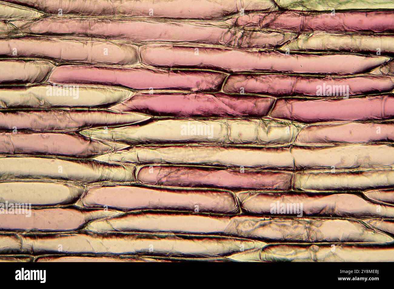 Onion cells under the microscope Stock Photo - Alamy
