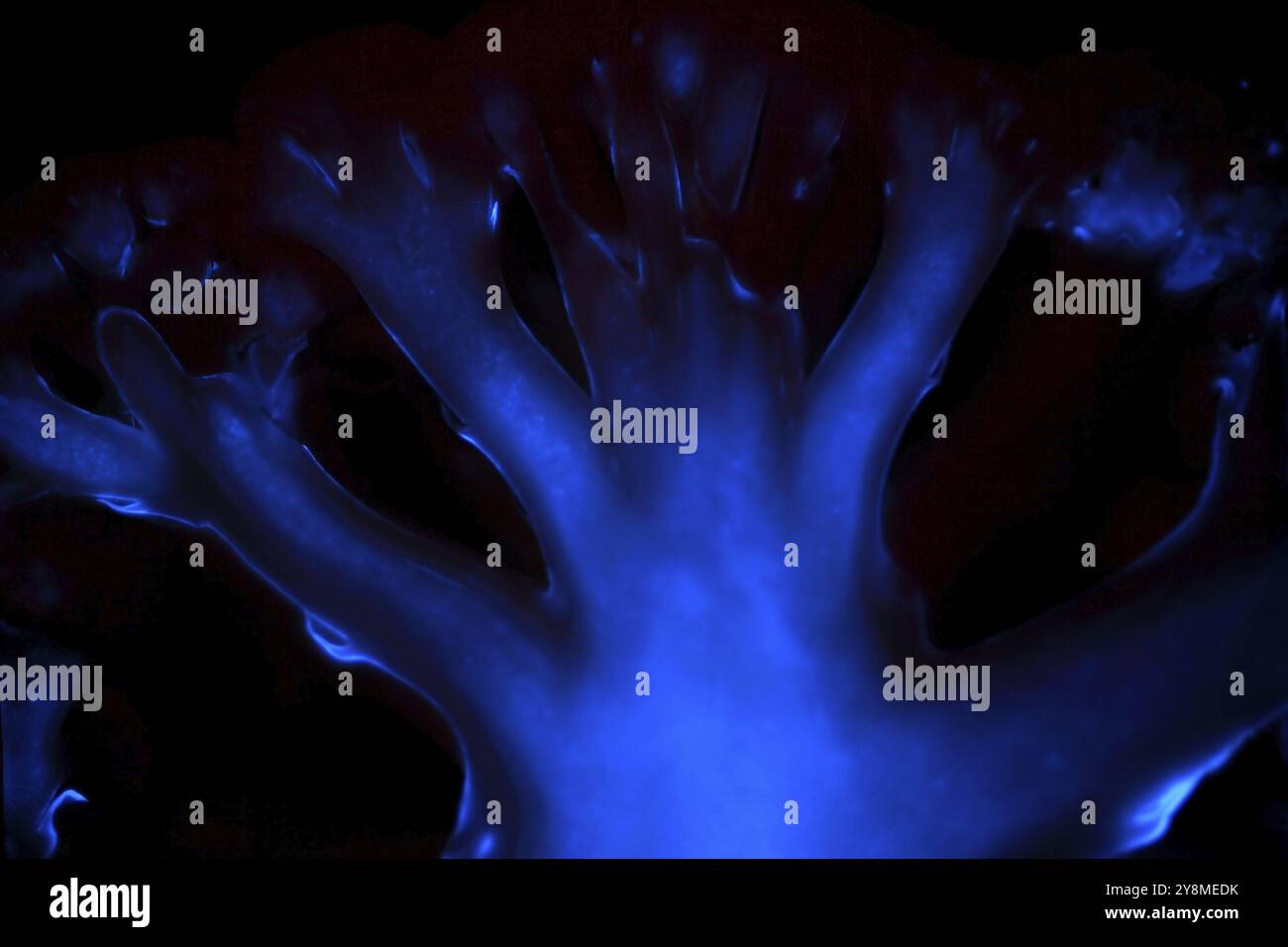 Luminol is a chemical used in forensics to detect traces of blood ...