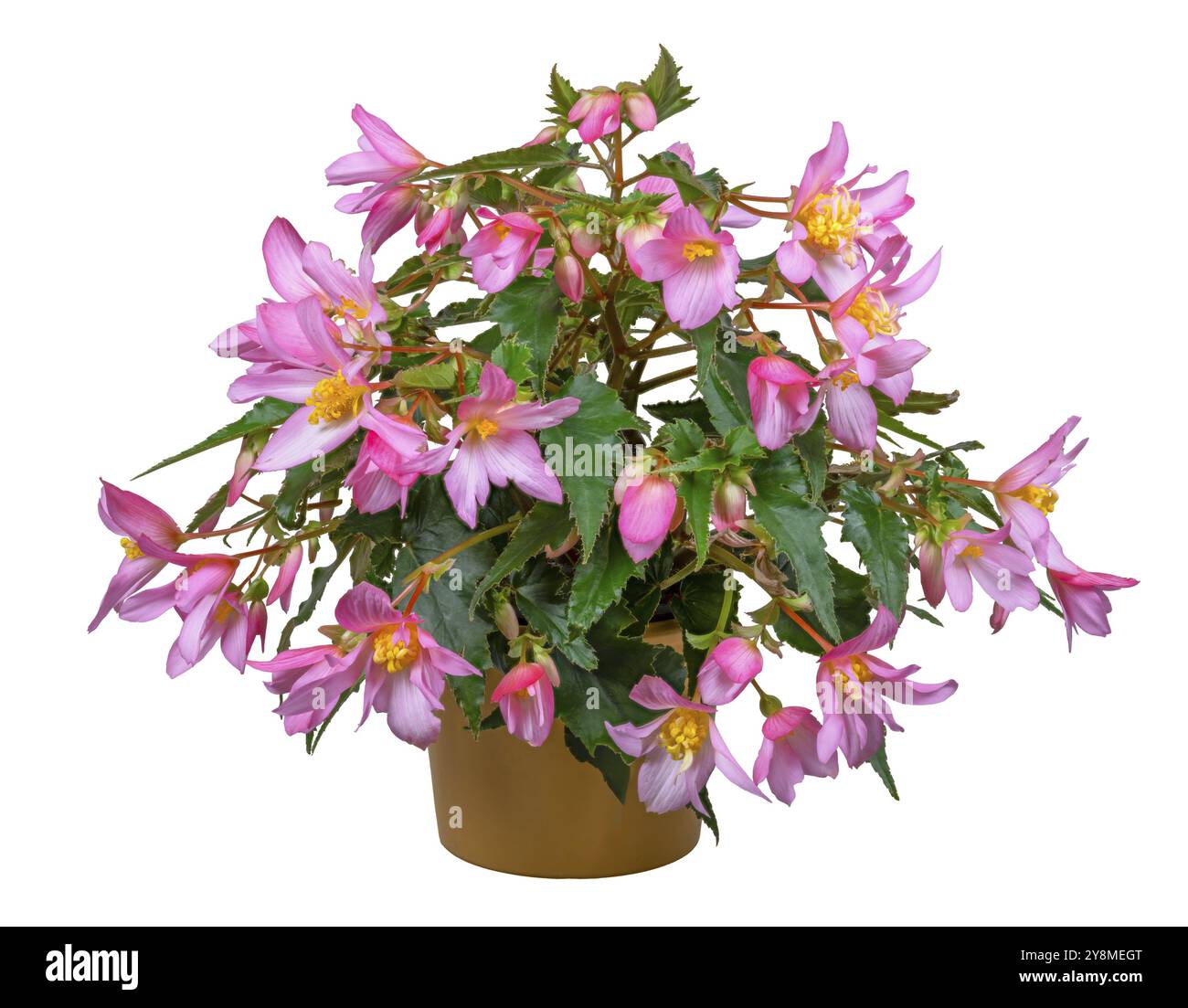 Begonia flower plants Cut Out Stock Images & Pictures - Alamy