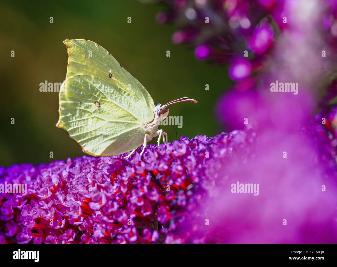 Macro of a yellow brimstone butterfly pollinating on a flower Stock ...
