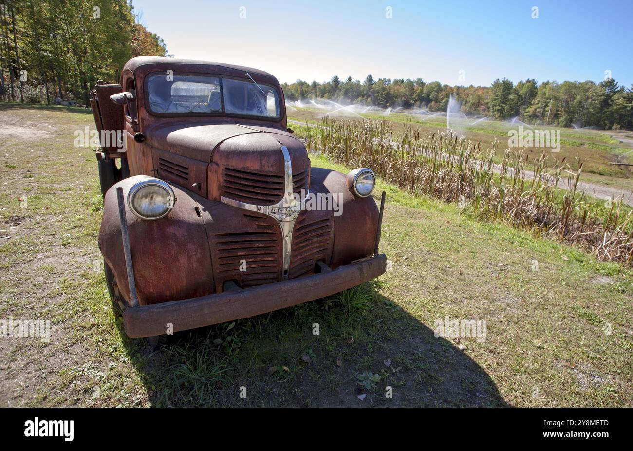 Cranberry Fields in Bala Ontario sprinklers in autumn Stock Photo - Alamy