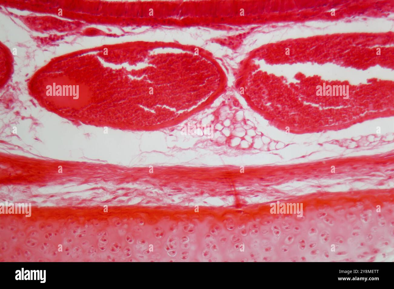 A section trough trachea cells under the microscope Stock Photo - Alamy