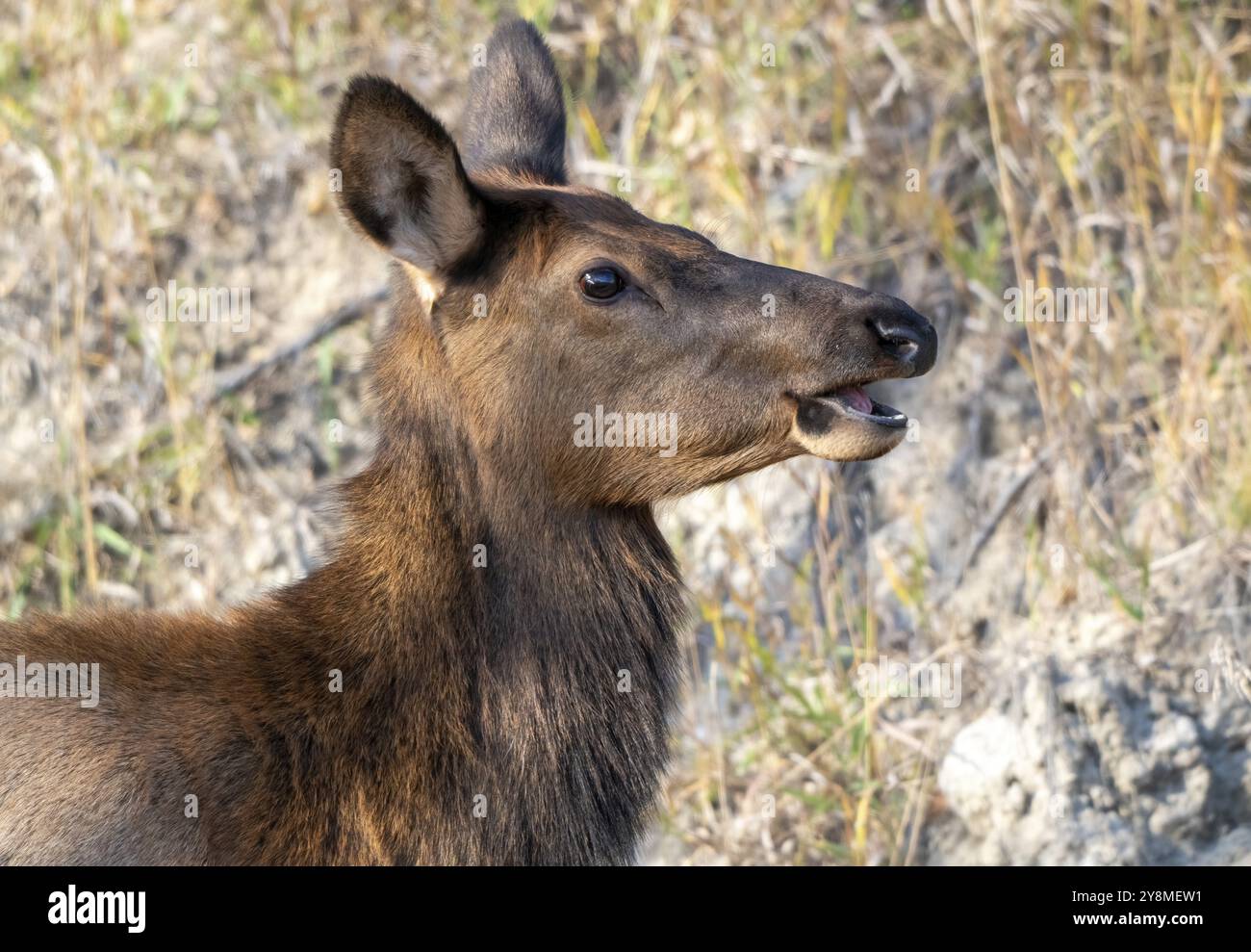 Wild Elk Close up Northern Saskatchewan Female Stock Photo - Alamy