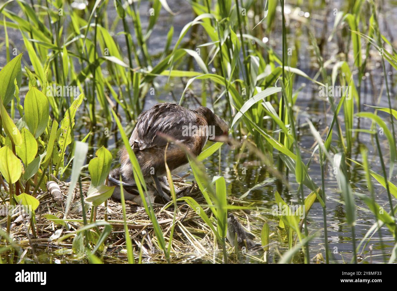 Canadian grebes hi-res stock photography and images - Alamy
