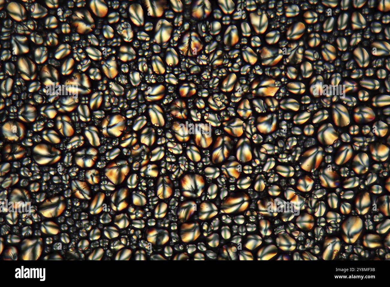 Potato starch under the microscope and in polarised light Stock Photo ...
