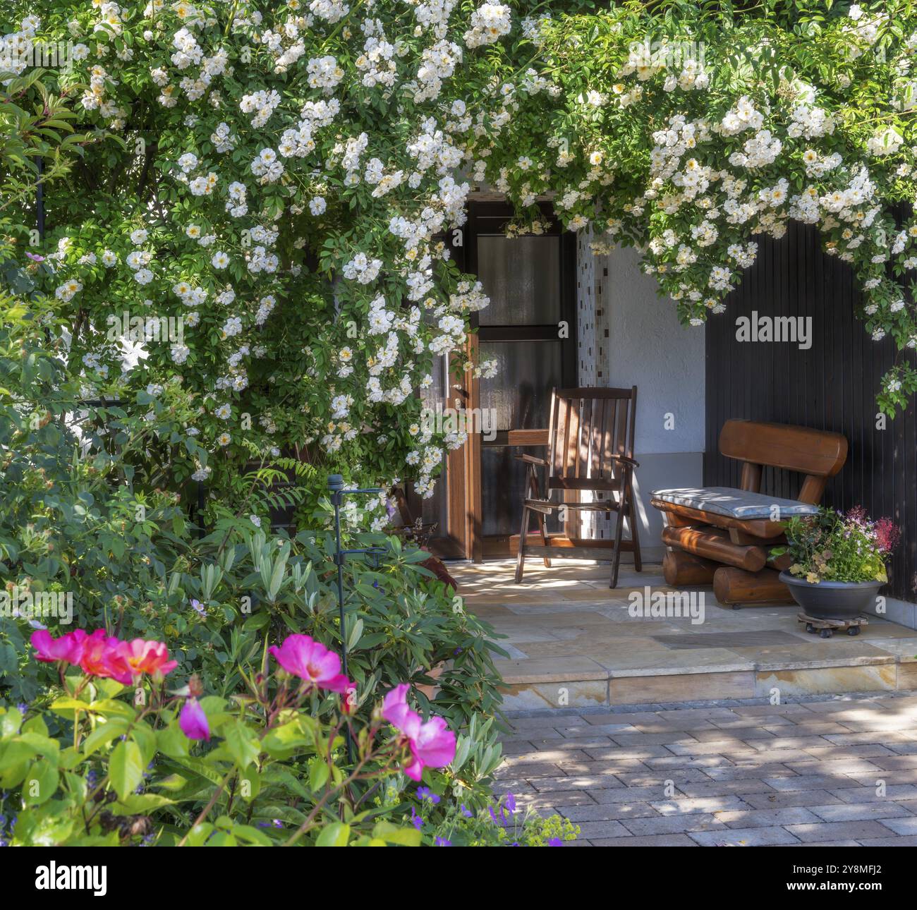 White flowring rambler rose bush at a house front door Stock Photo - Alamy